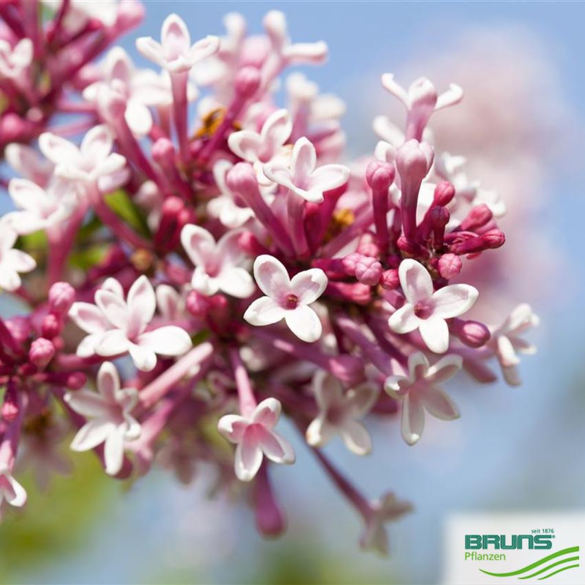 Syringa microphylla 'Superba' von Bruns Pflanzen