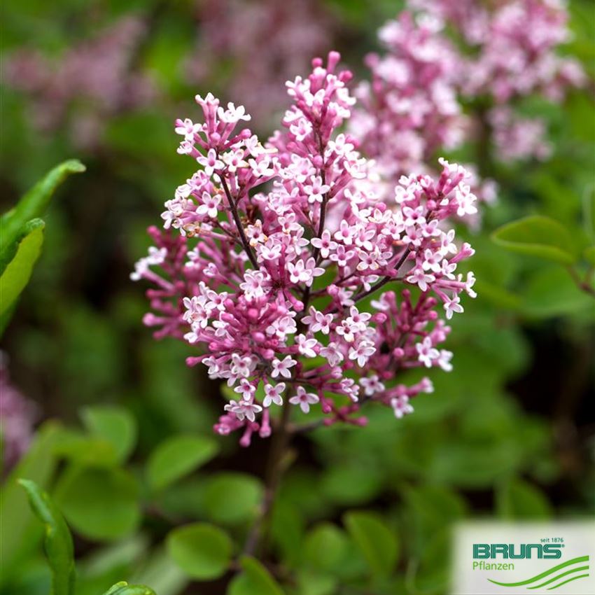 Tinkerbelle Lilac Shrub