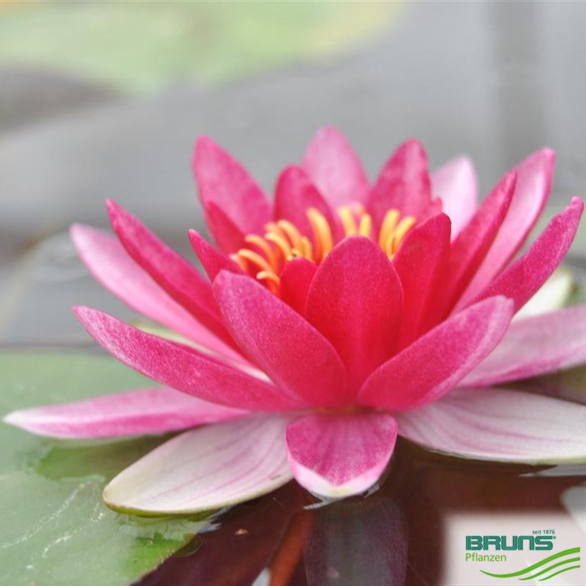 Nymphaea 'Burgundy Princess' von Bruns Pflanzen