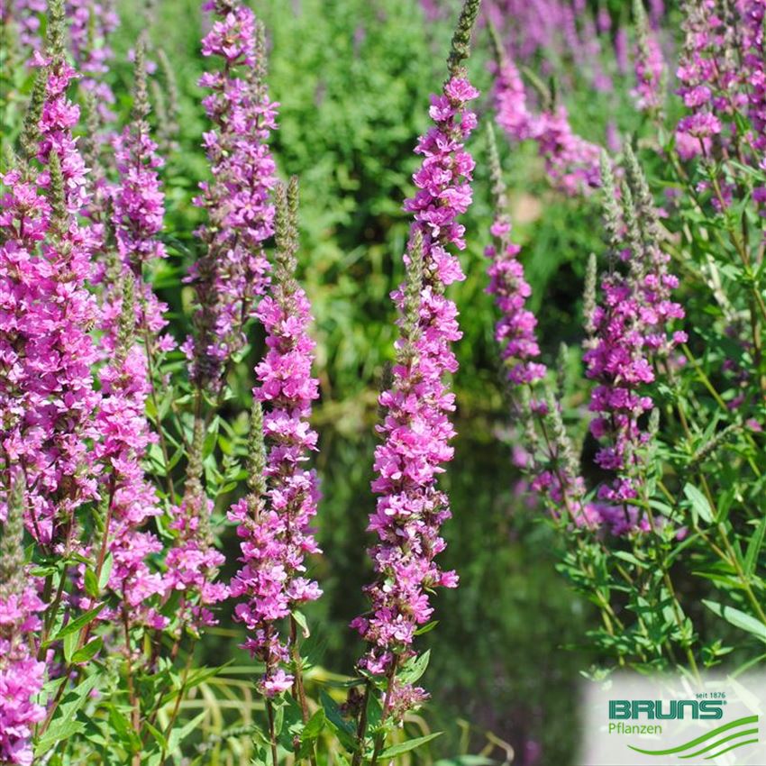 Lythrum salicaria von Bruns Pflanzen