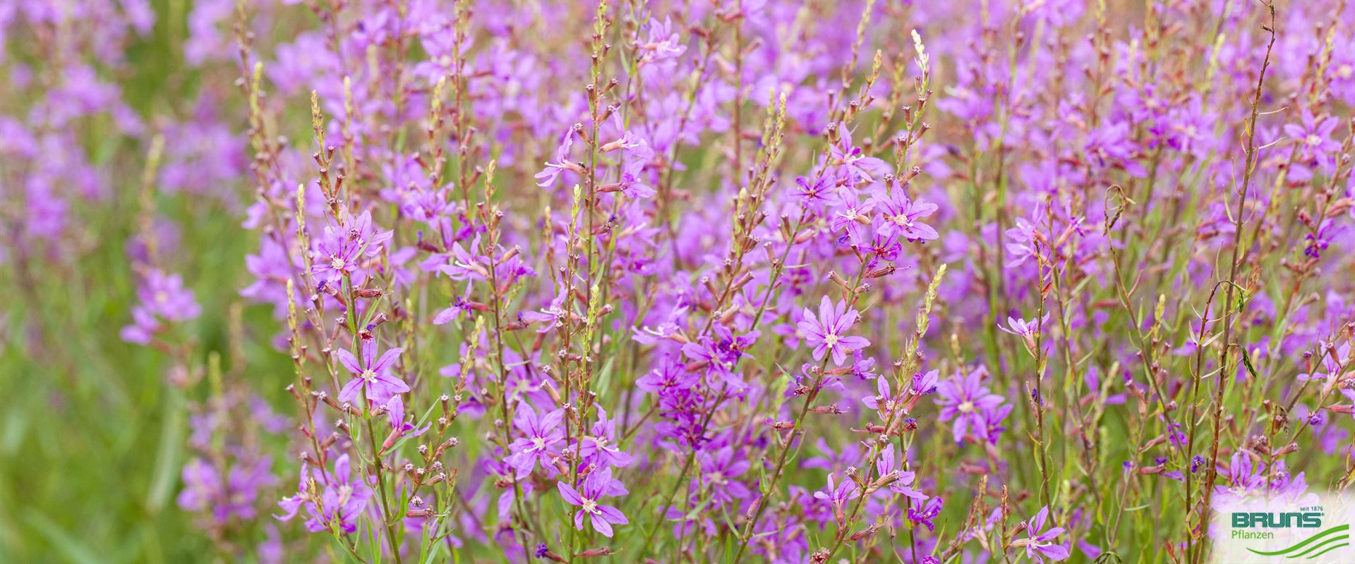 Lythrum virgatum 'Swirl' von Bruns Pflanzen
