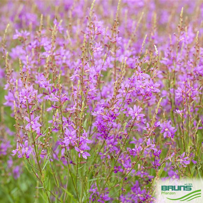Lythrum virgatum 'Swirl' von Bruns Pflanzen