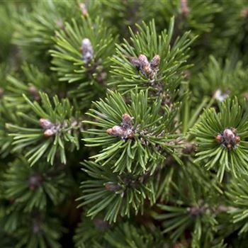 Pinus mugo 'Mini Mops' von Bruns Pflanzen
