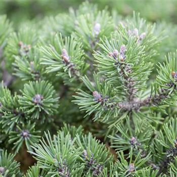 Pinus mugo 'Mini Mops' von Bruns Pflanzen