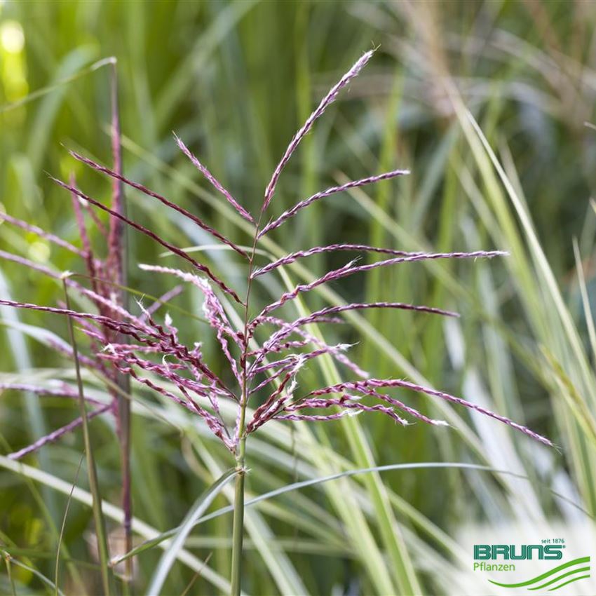 Phragmites australis von Bruns Pflanzen