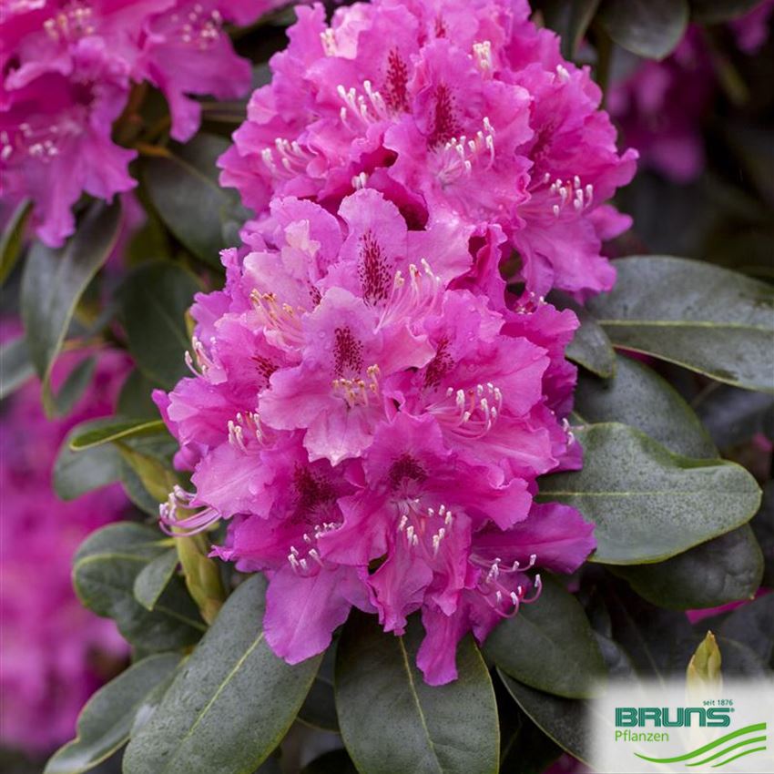 RHODODENDRON INKARHO (R) 'CONSTANZE' von Bruns Pflanzen