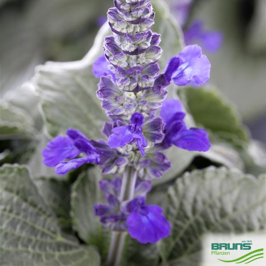 Salvia azurea 'Grandiflora', Spätherbst-Salbei von Bruns Pflanzen