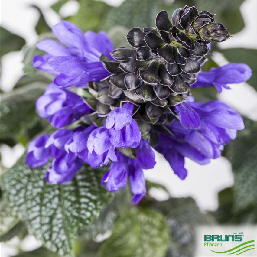 Salvia azurea 'Grandiflora', Spätherbst-Salbei von Bruns Pflanzen