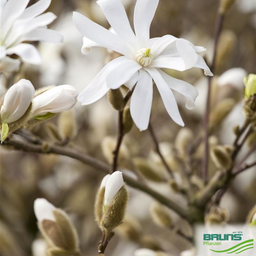 Magnolia stellata 'Royal Star' von Bruns Pflanzen