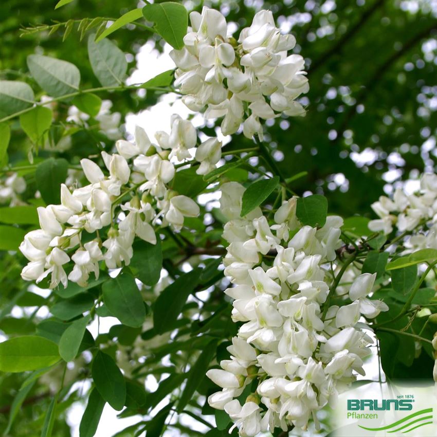 Robinia pseudoacacia 'Bessoniana' von Bruns Pflanzen