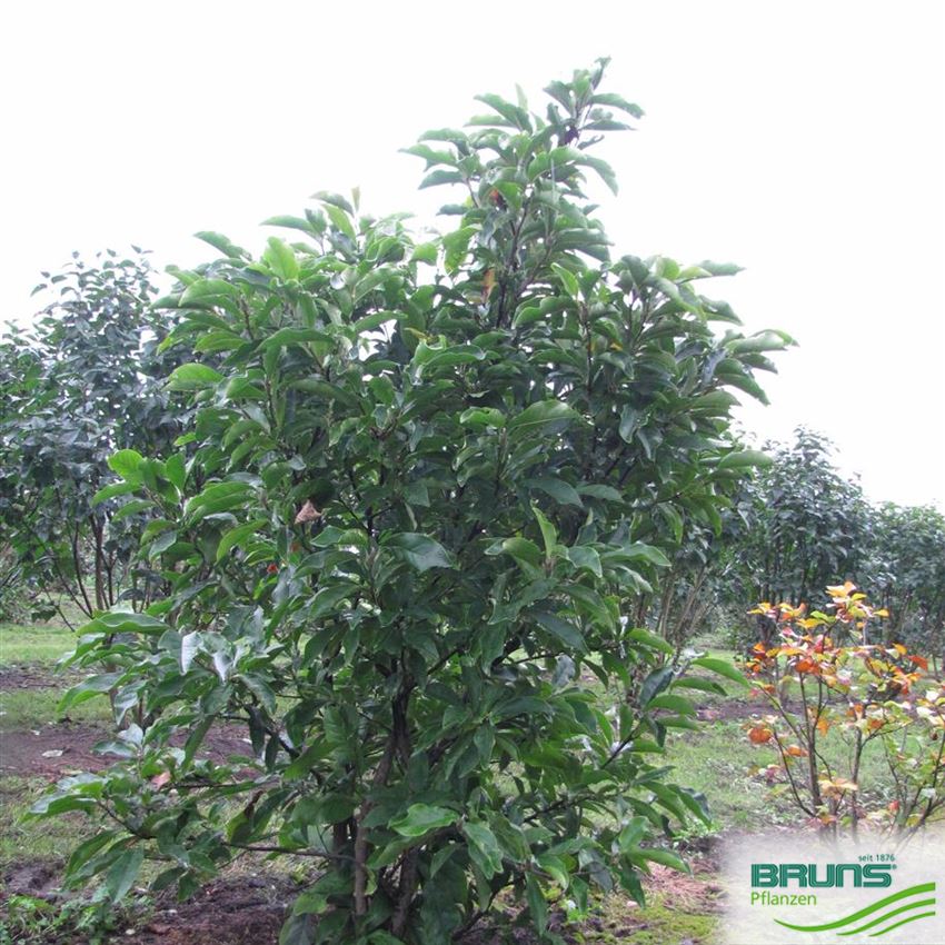 Magnolia 'Susan' von Bruns Pflanzen