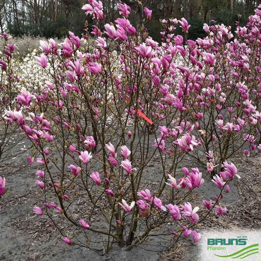 Magnolia 'Susan' von Bruns Pflanzen