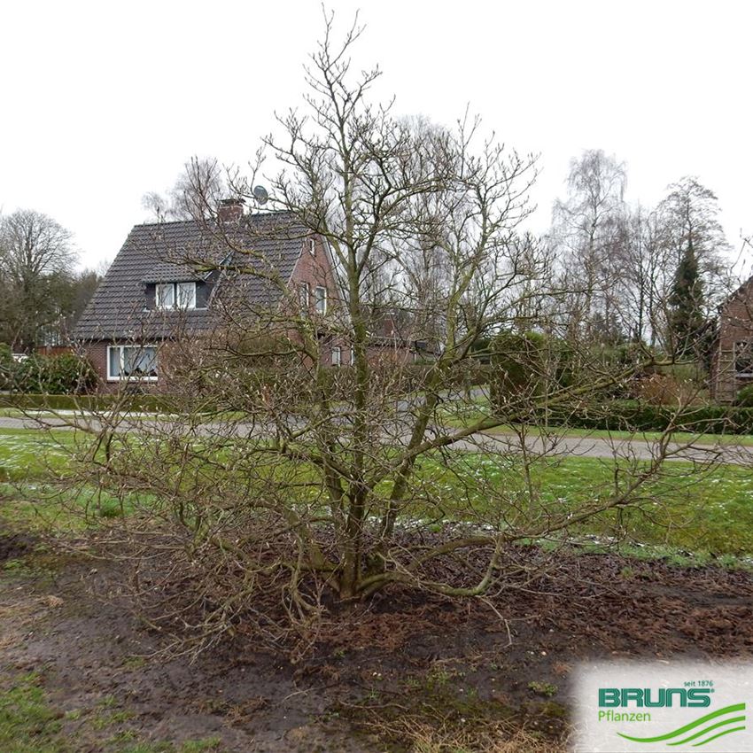 Magnolia 'Susan' von Bruns Pflanzen