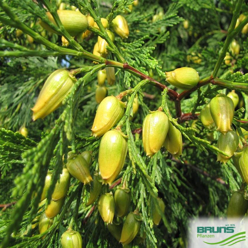 Calocedrus decurrens, Calocedrus , Incense Cedar