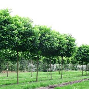 Robinia pseudoacacia 'Umbraculifera', robinier boule von Bruns Pflanzen