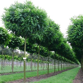 Robinia pseudoacacia 'Umbraculifera', robinier boule von Bruns Pflanzen