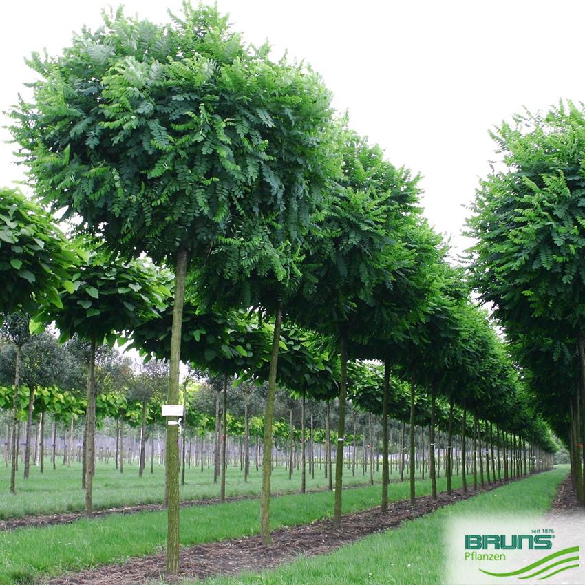 Robinia pseudoacacia 'Umbraculifera', Kugel-Robinie von Bruns Pflanzen