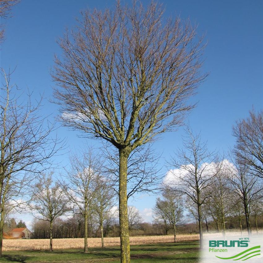 Robinia pseudoacacia 'Umbraculifera', Kugel-Robinie von Bruns Pflanzen