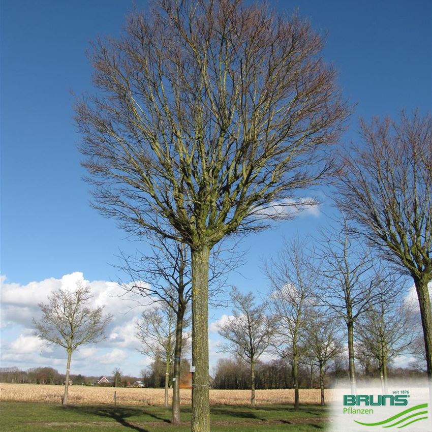 Robinia pseudoacacia 'Umbraculifera', robinier boule von Bruns Pflanzen
