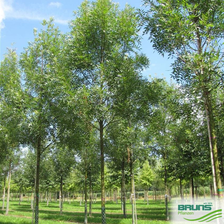 Fraxinus angustifolia 'Raywood', Raywood Ash von Bruns Pflanzen