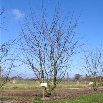 Malus 'Brandy Magic' von Bruns Pflanzen