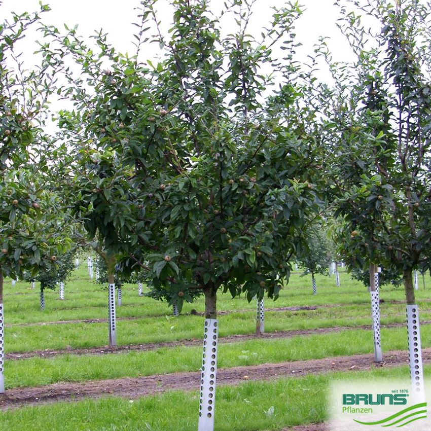 Mespilus germanica, Mispel von Bruns Pflanzen