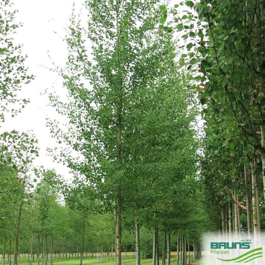 Populus tremula, Zitter-Pappel, Espe oder Aspe von Bruns Pflanzen
