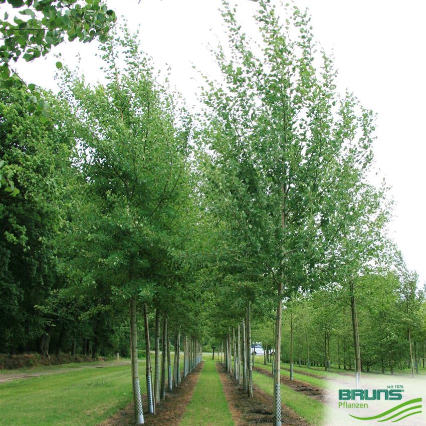 Populus tremula, Aspen von Bruns Pflanzen