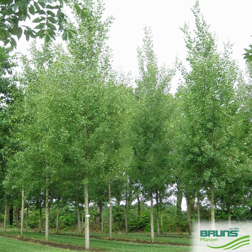 Populus tremula, Aspen von Bruns Pflanzen