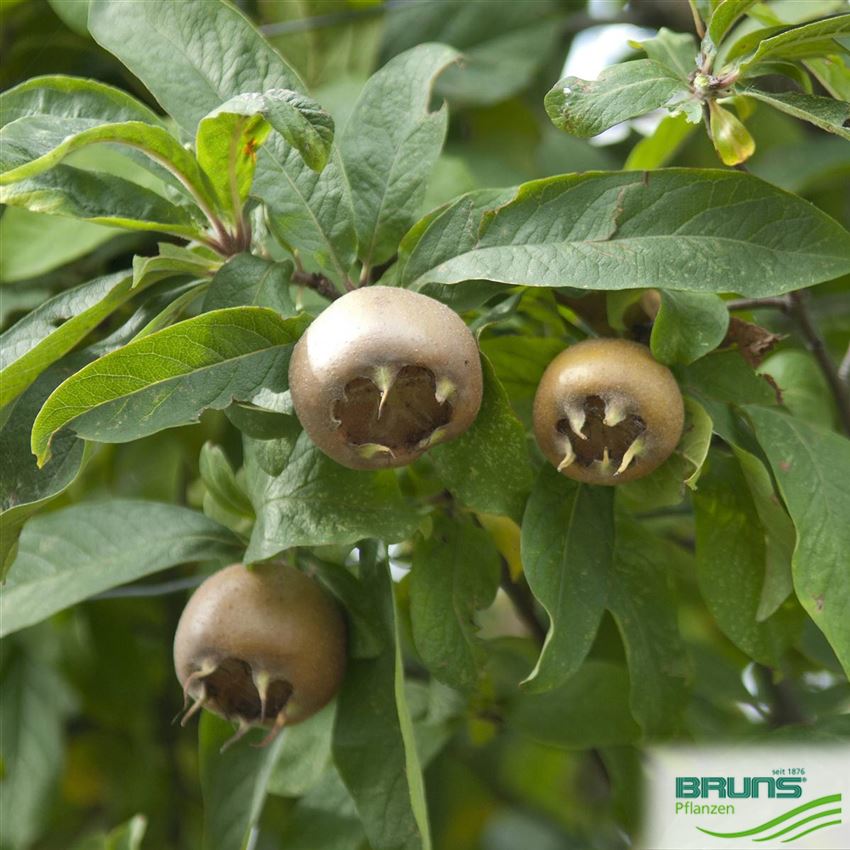 Mespilus germanica, Mispel von Bruns Pflanzen