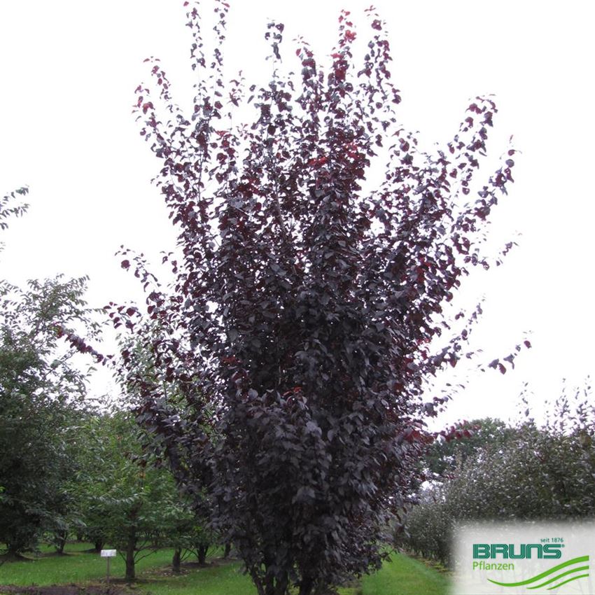 Prunus cerasifera 'Nigra', prunier Myrobolan pourpre von Bruns Pflanzen
