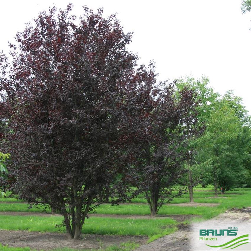 Prunus cerasifera 'Nigra', prunier Myrobolan pourpre von Bruns Pflanzen