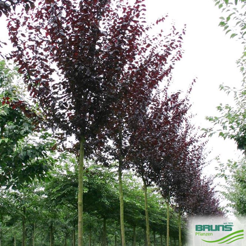 Prunus cerasifera 'Nigra', prunier Myrobolan pourpre von Bruns Pflanzen
