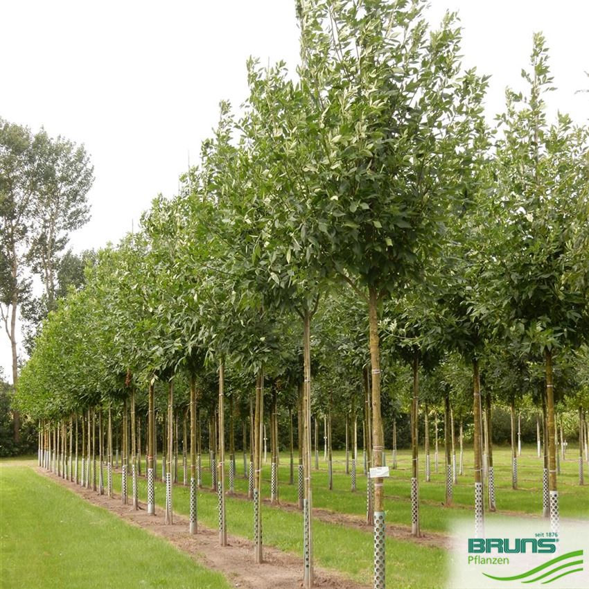 Fraxinus pennsylvanica 'Summit' von Bruns Pflanzen