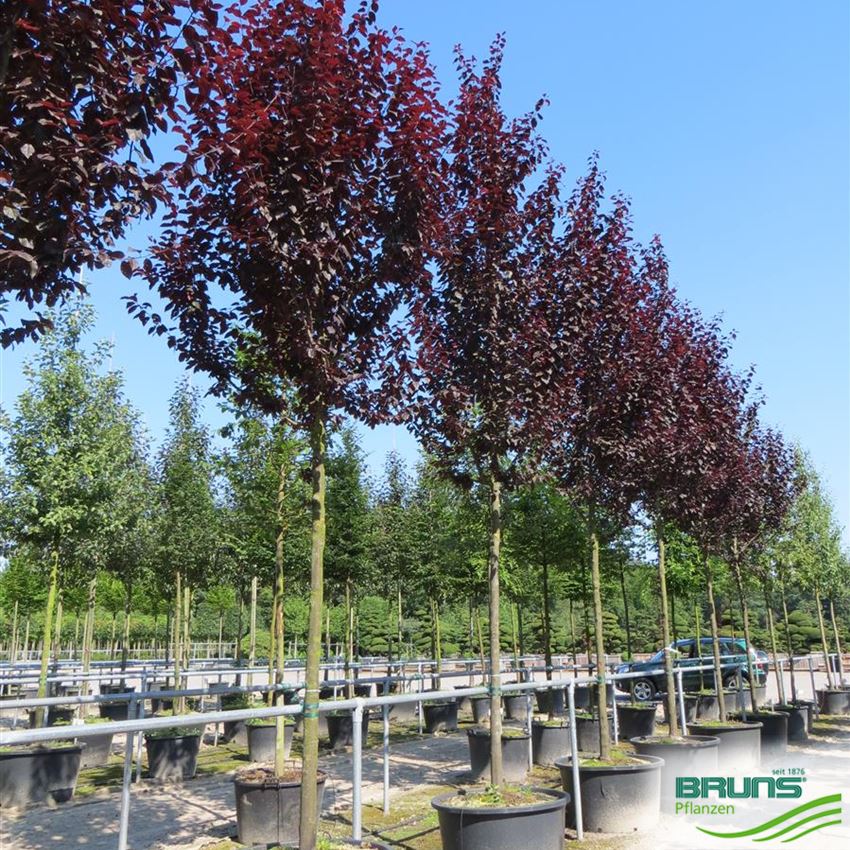 Prunus cerasifera 'Nigra', prunier Myrobolan pourpre von Bruns Pflanzen