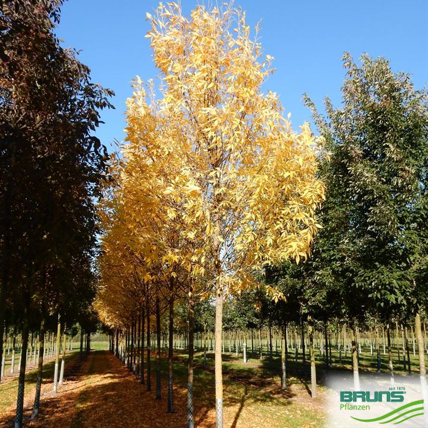 Fraxinus pennsylvanica 'Summit' von Bruns Pflanzen