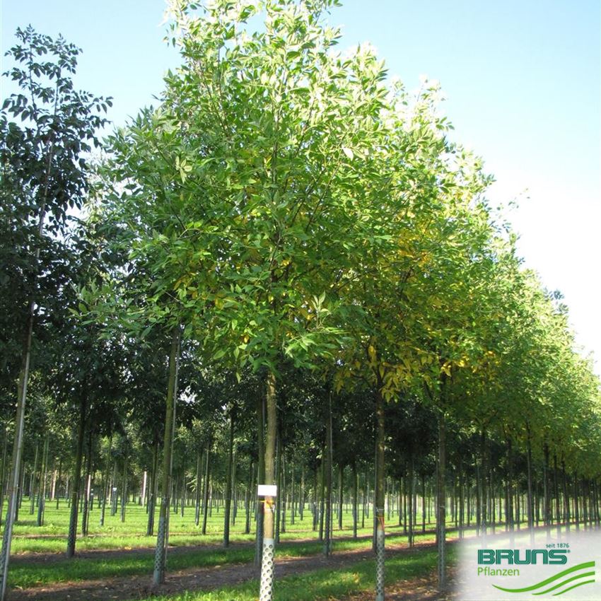 Fraxinus pennsylvanica 'Summit' von Bruns Pflanzen