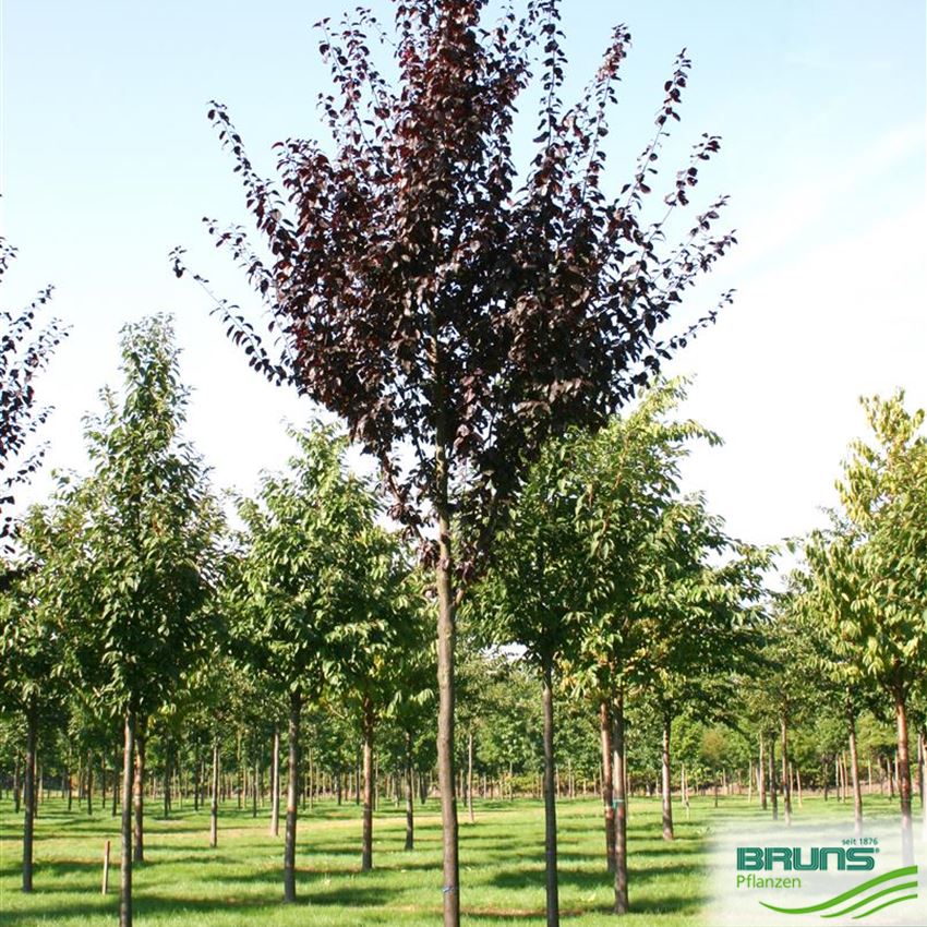 Prunus cerasifera 'Nigra', prunier Myrobolan pourpre von Bruns Pflanzen