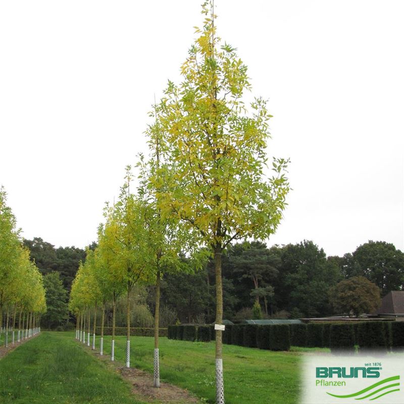 Fraxinus pennsylvanica 'Summit' von Bruns Pflanzen