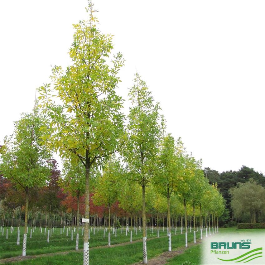 Fraxinus pennsylvanica 'Summit' von Bruns Pflanzen