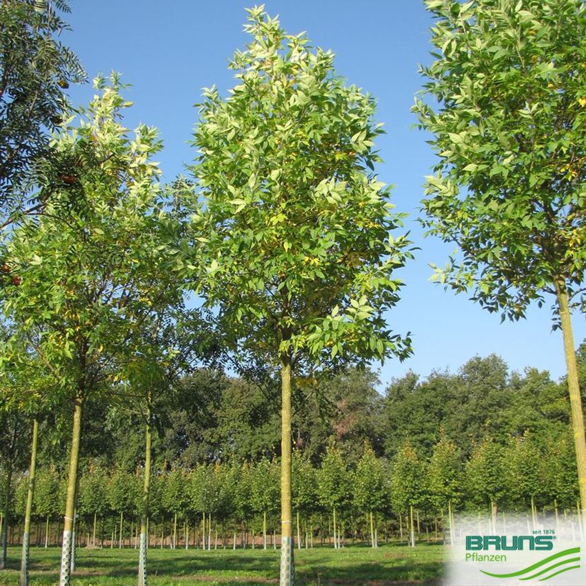 Fraxinus pennsylvanica 'Summit' von Bruns Pflanzen
