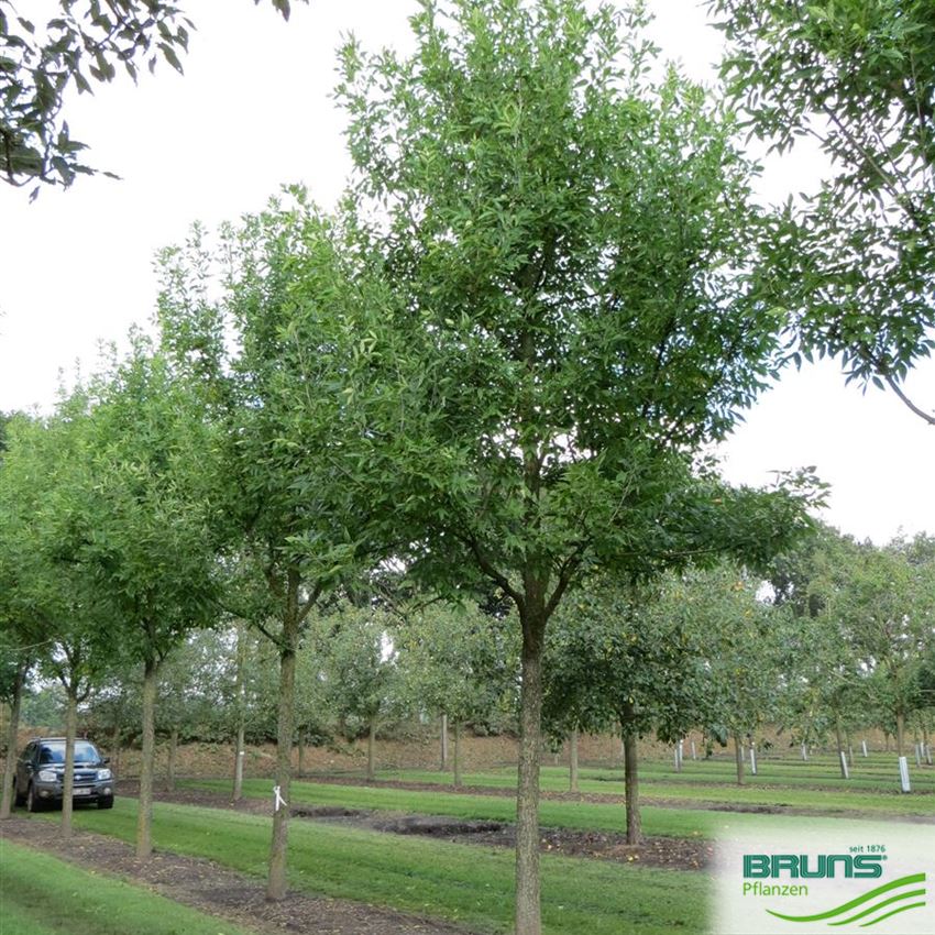 Fraxinus pennsylvanica 'Summit' von Bruns Pflanzen