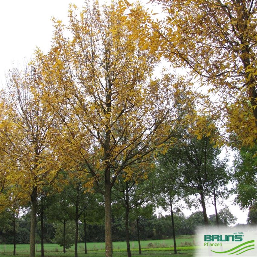 Fraxinus pennsylvanica 'Summit' von Bruns Pflanzen