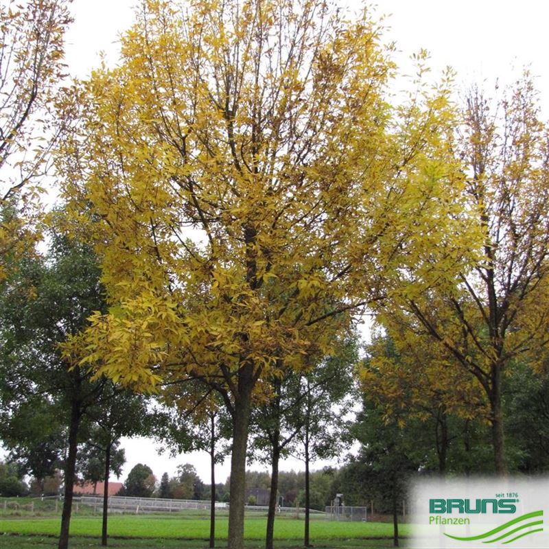 Fraxinus pennsylvanica 'Summit' von Bruns Pflanzen