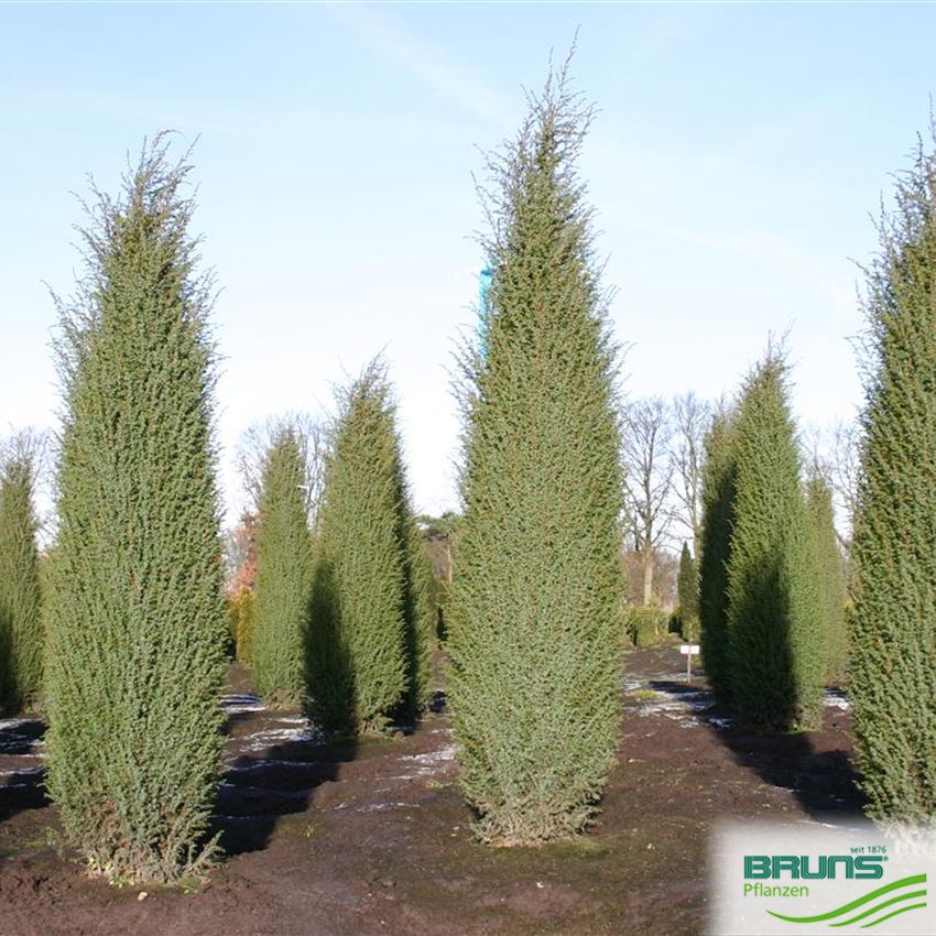 Juniperus communis 'Hibernica', genévrier d'Irlande fastigié von Bruns ...