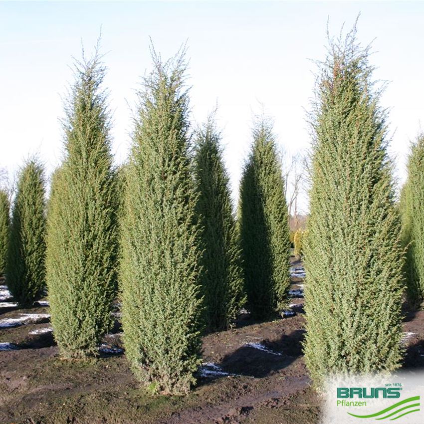 Juniperus communis 'Hibernica', Irish juniper von Bruns Pflanzen