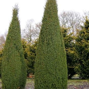 Juniperus communis 'Hibernica', Irish juniper von Bruns Pflanzen