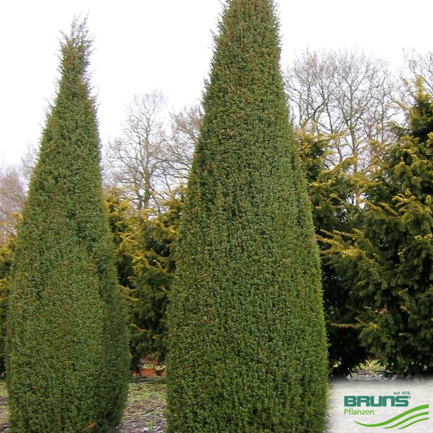 Juniperus communis 'Hibernica', Irish juniper von Bruns Pflanzen
