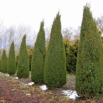 Juniperus communis 'Hibernica', Irish juniper von Bruns Pflanzen