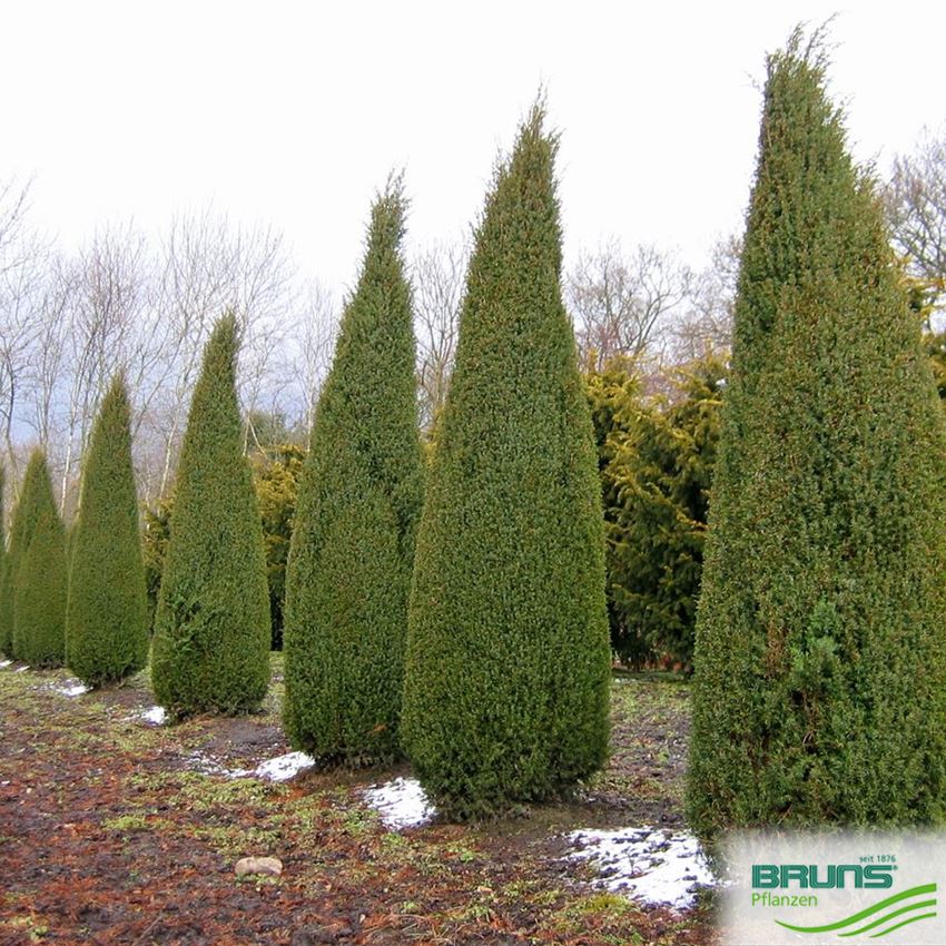 Juniperus communis 'Hibernica', Irish juniper von Bruns Pflanzen
